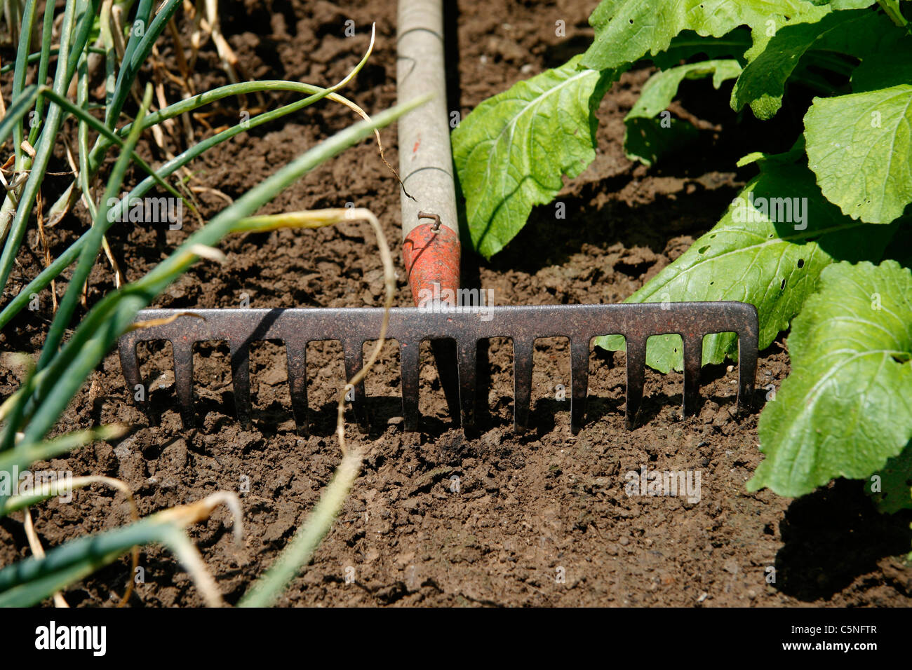 A rake betwen mixed beds in the vegetable garden Stock Photo - Alamy