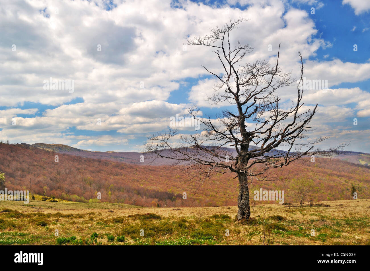 Dying tree hi-res stock photography and images - Alamy