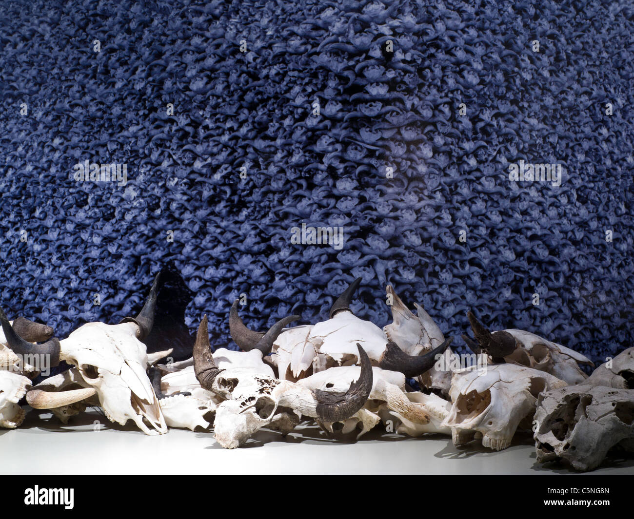 Skulls of buffaloes hi-res stock photography and images - Alamy