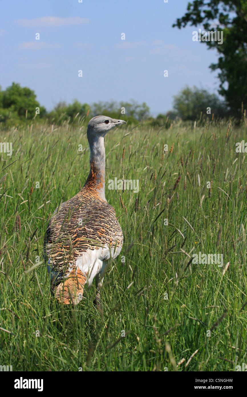Male bustard hi-res stock photography and images - Alamy