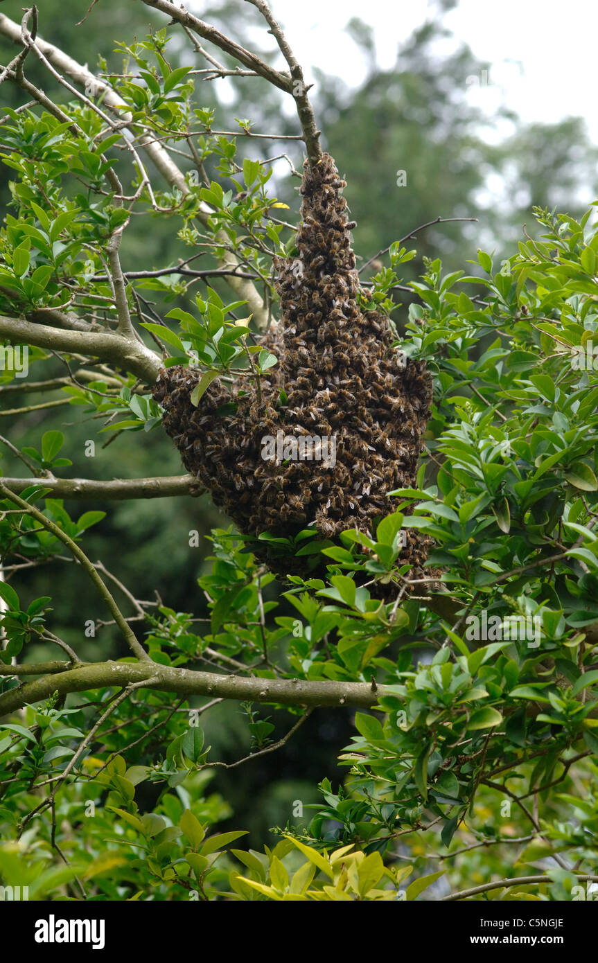 Swarm of bees clustered on a tree Stock Photo - Alamy
