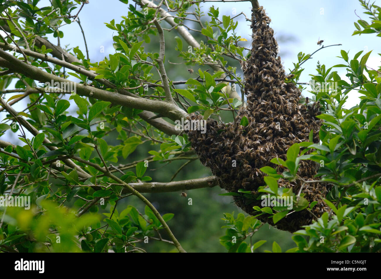 Swarm of bees clustered on a tree Stock Photo - Alamy
