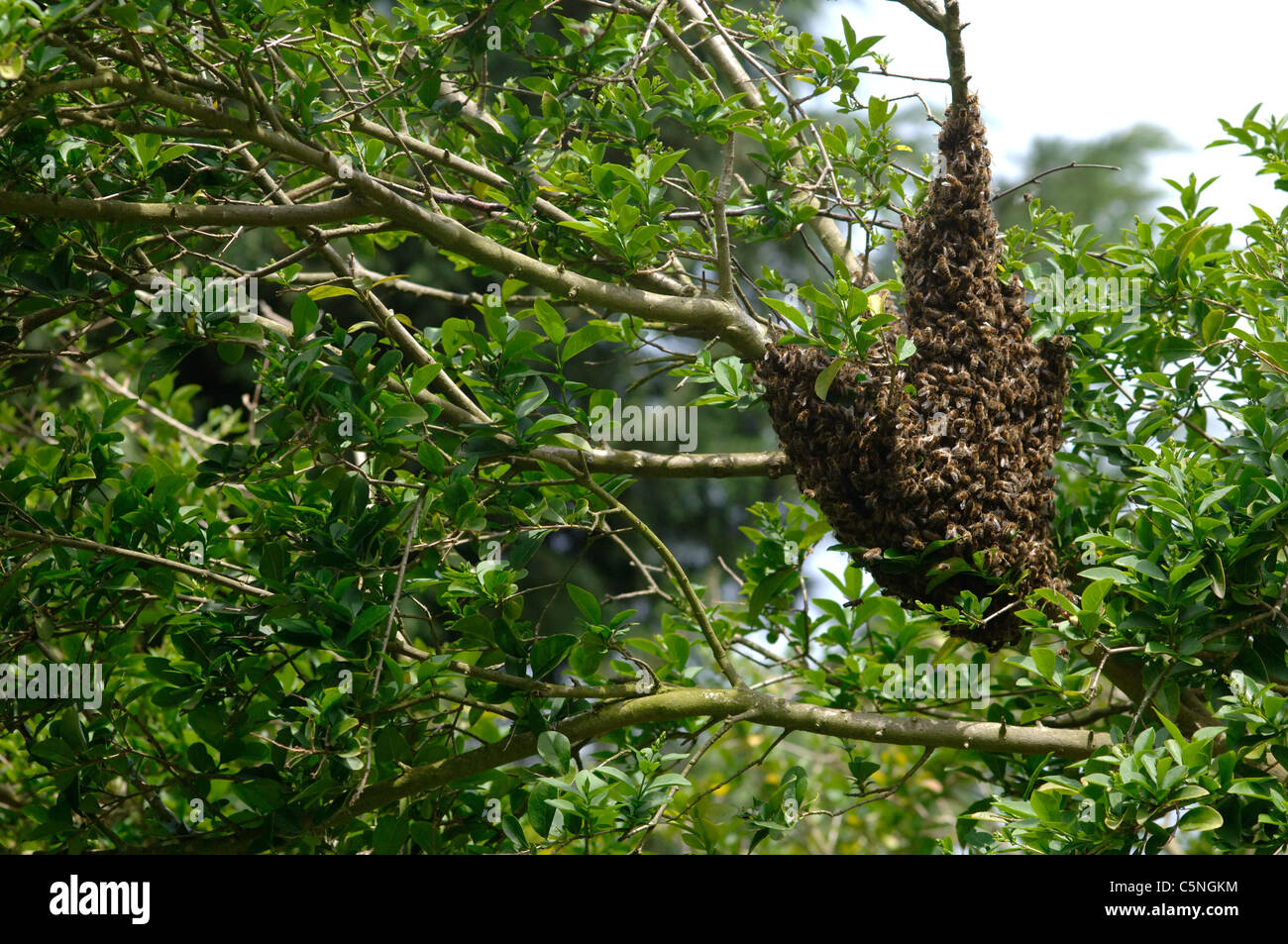 Swarm of bees clustered on a tree Stock Photo - Alamy