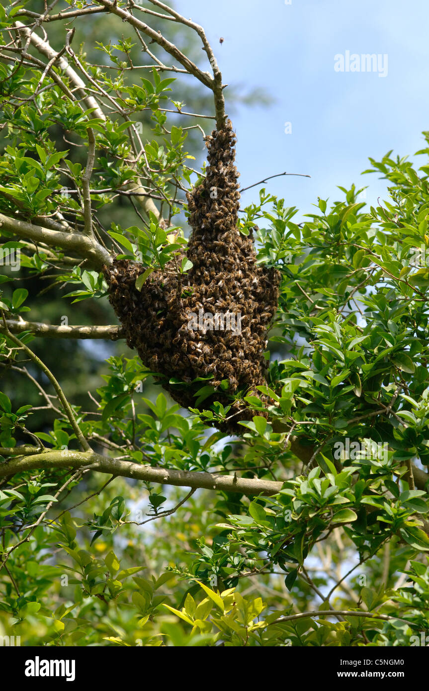 Swarm of bees clustered on a tree Stock Photo - Alamy
