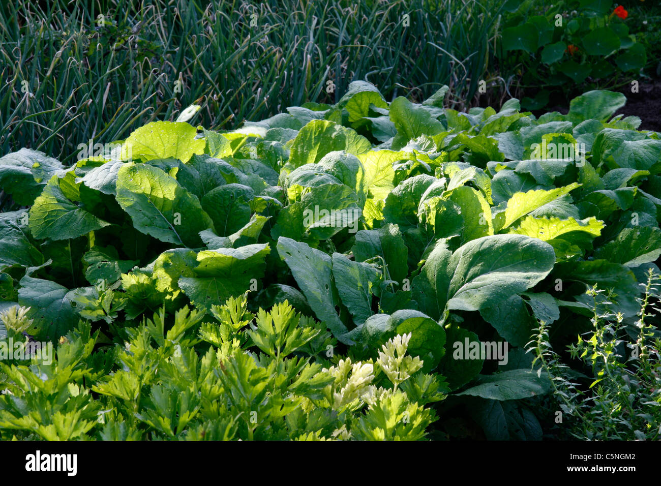 Vegetable beds of celery, turnips and onions Stock Photo - Alamy