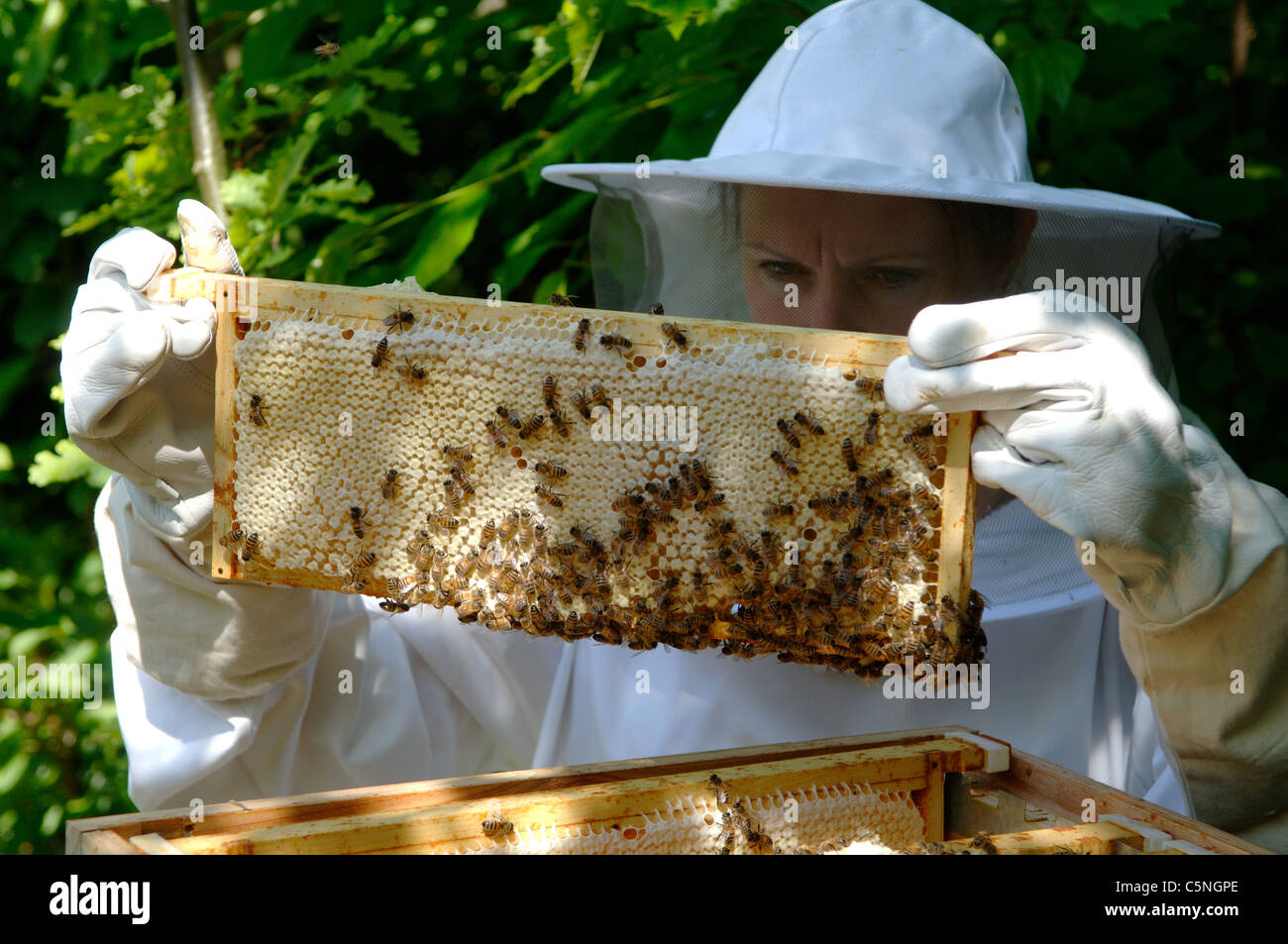 Beekeeper inspecting a frame of capped honey which is ready for ...