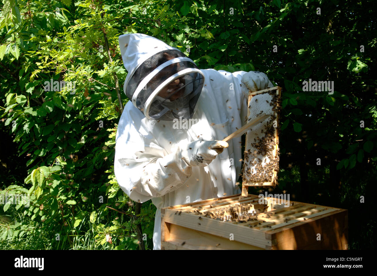 Brush and run technique - removing honey frames from a bee hive Stock ...