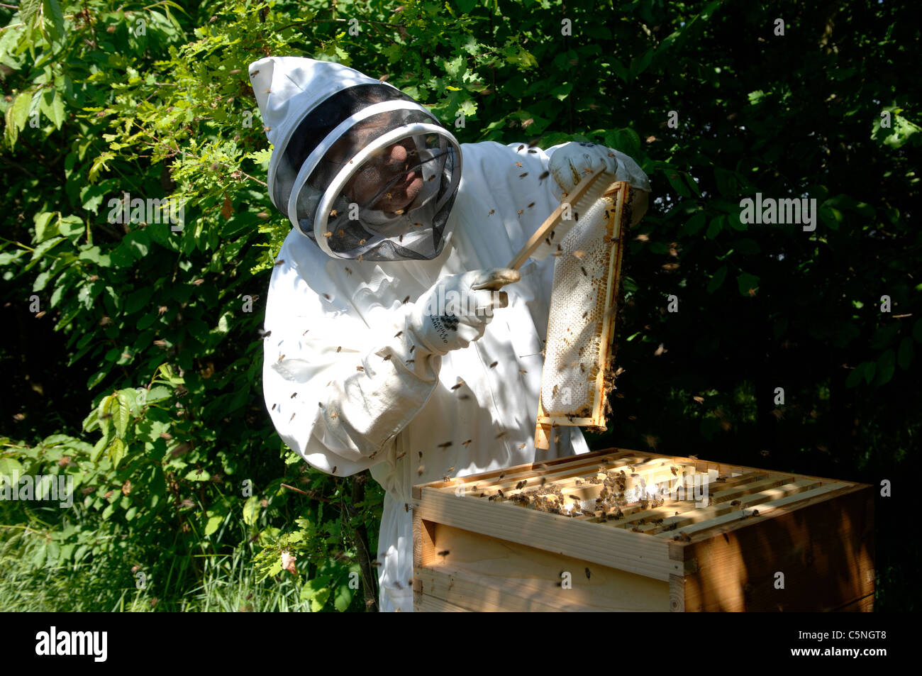 Honey frames hi-res stock photography and images - Alamy