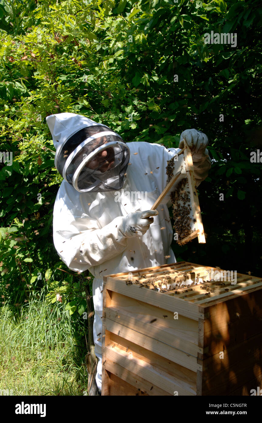 Brush and run technique - removing honey frames from a bee hive Stock ...
