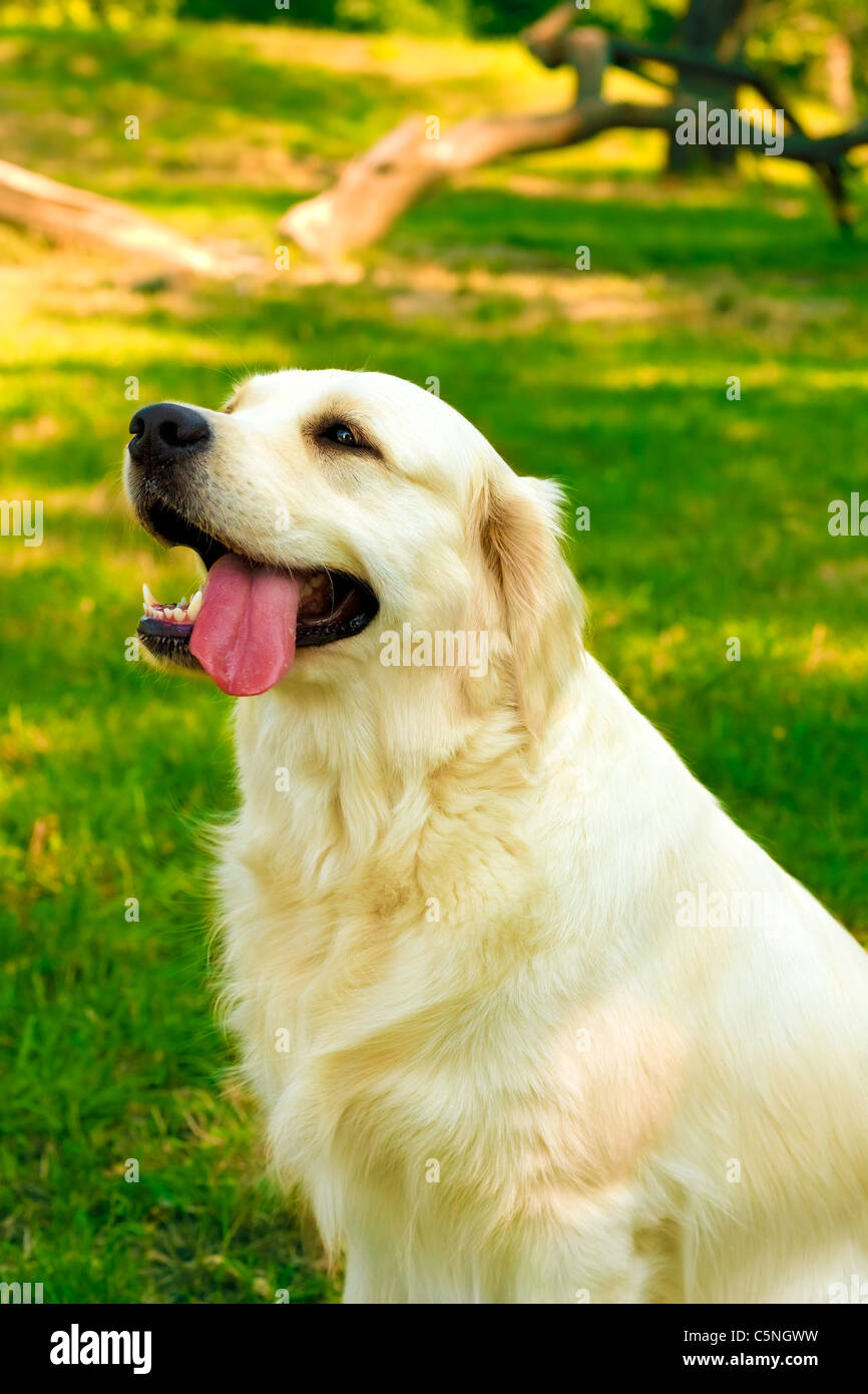 Adorable golden labrador retriever resting from summer heat Stock Photo ...