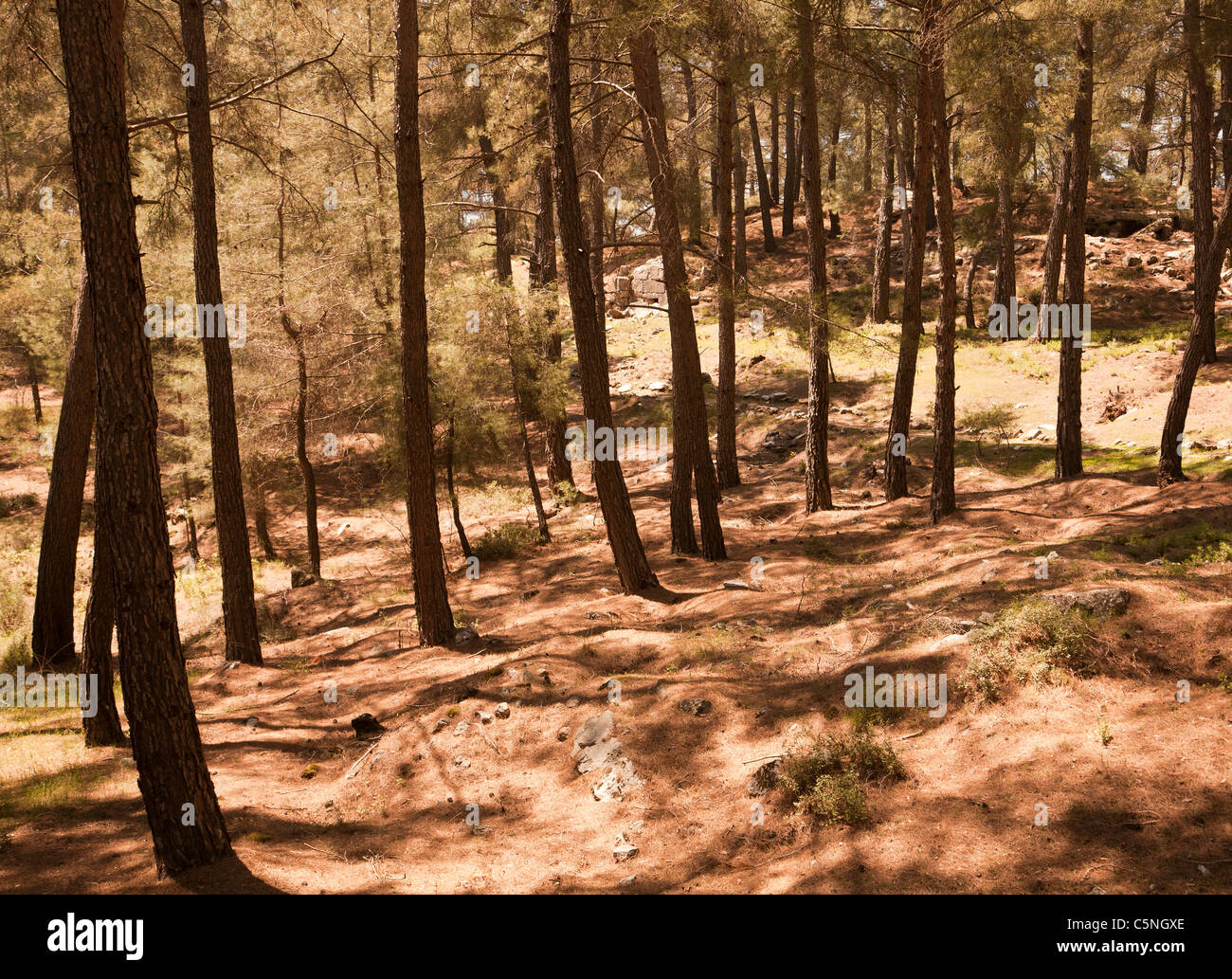 Turkey Kadyanda ancient city near Fethiye - trees Stock Photo - Alamy