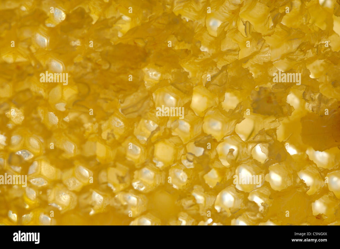 Extracted honey hi-res stock photography and images - Alamy