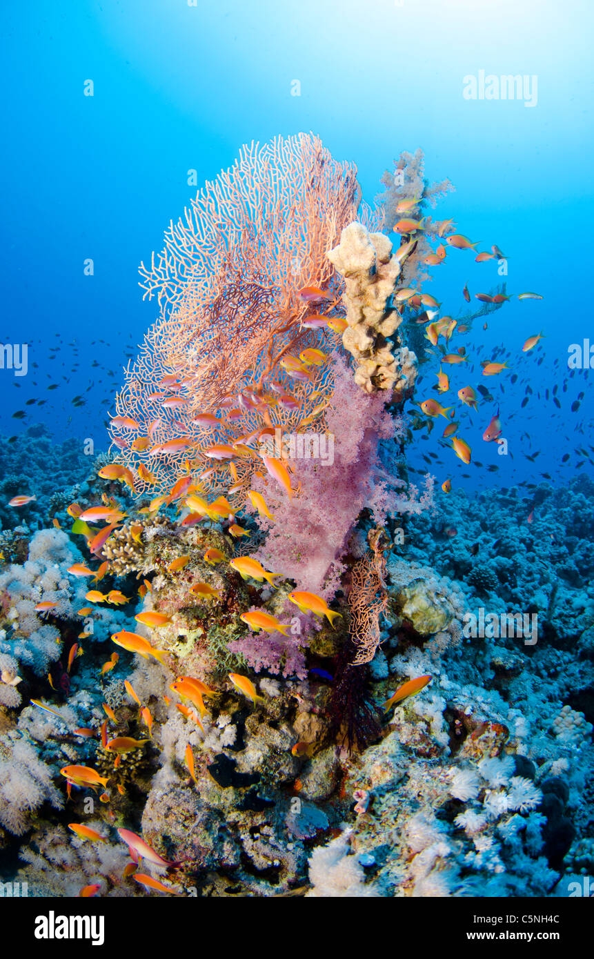 Rich coral reef, Straits of Tiran, Red Sea, Sinai, Egypt Stock Photo ...