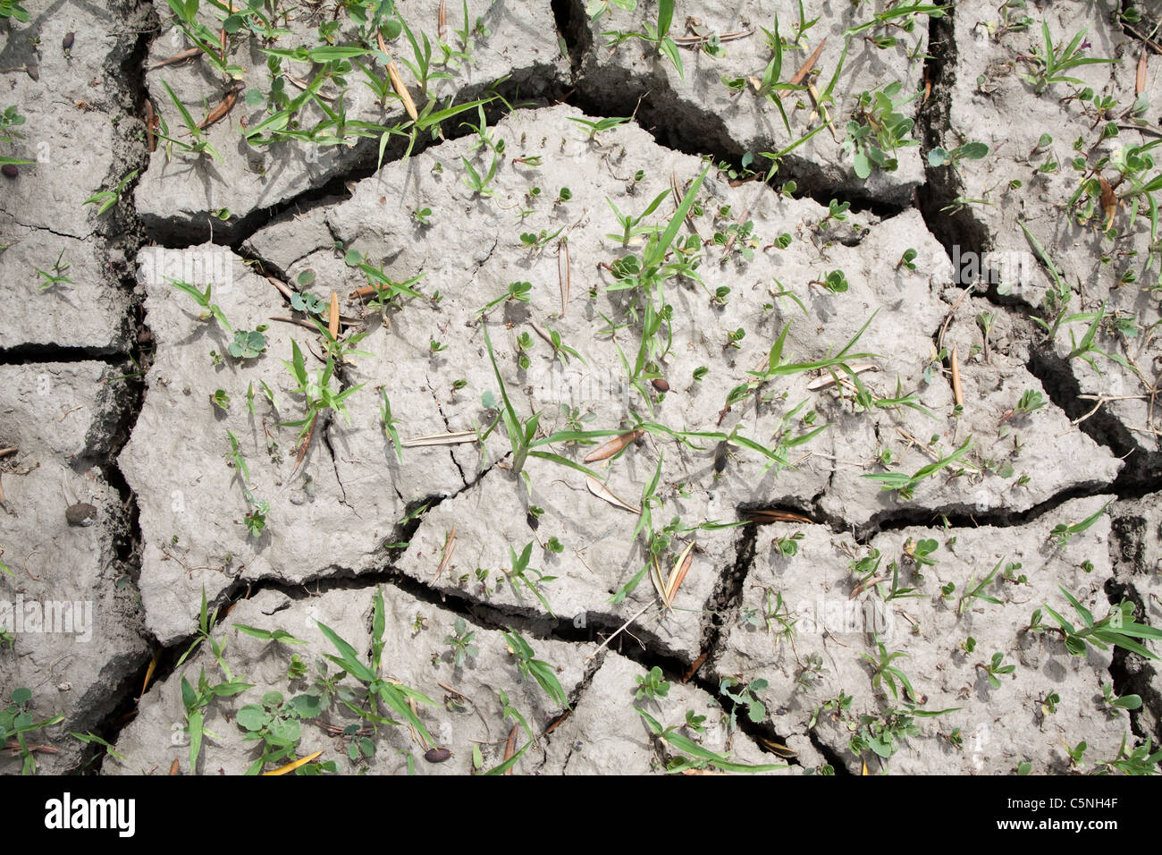 Drought resilience hi-res stock photography and images - Alamy