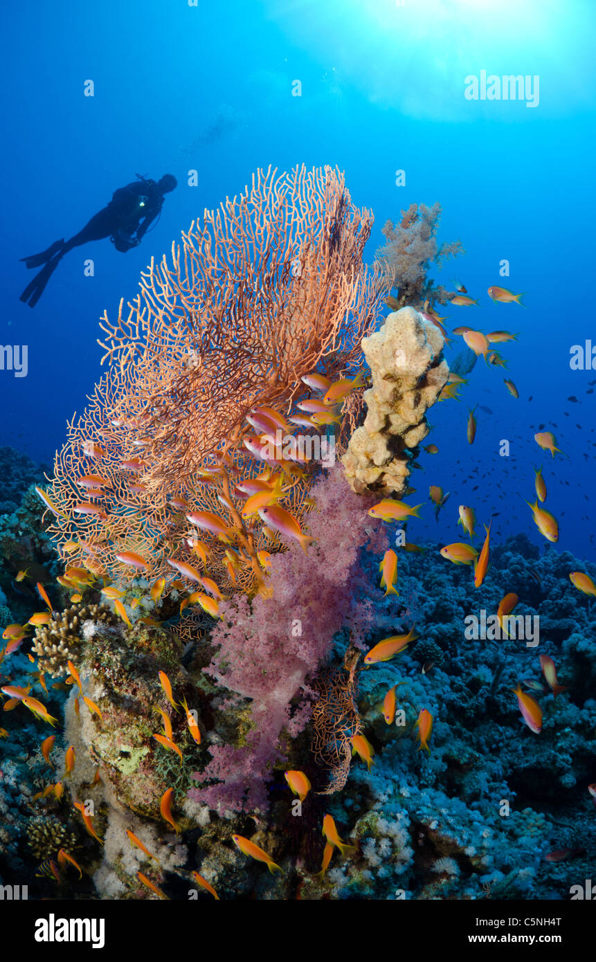 Rich coral reef, Straits of Tiran, Red Sea, Sinai, Egypt Stock Photo ...