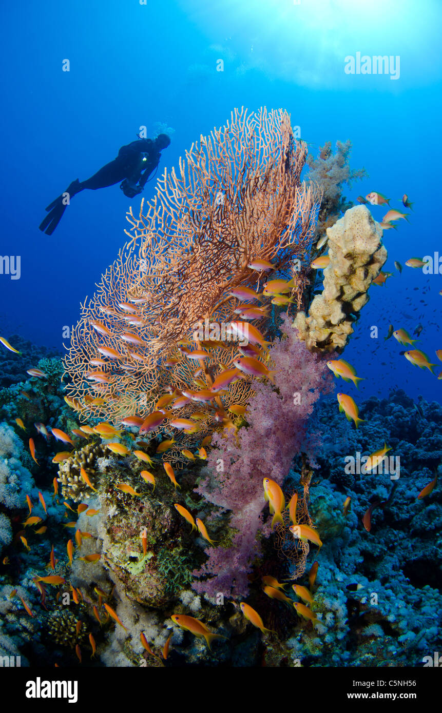 Straits of tiran diving hi-res stock photography and images - Alamy