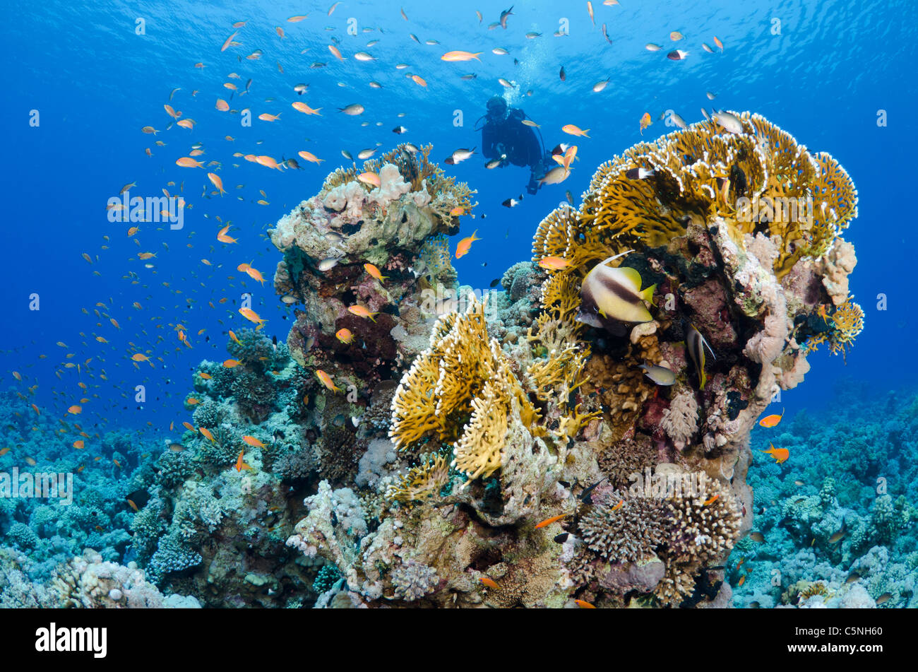 Rich coral reef, Straits of Tiran, Red Sea, Sinai, Egypt Stock Photo ...