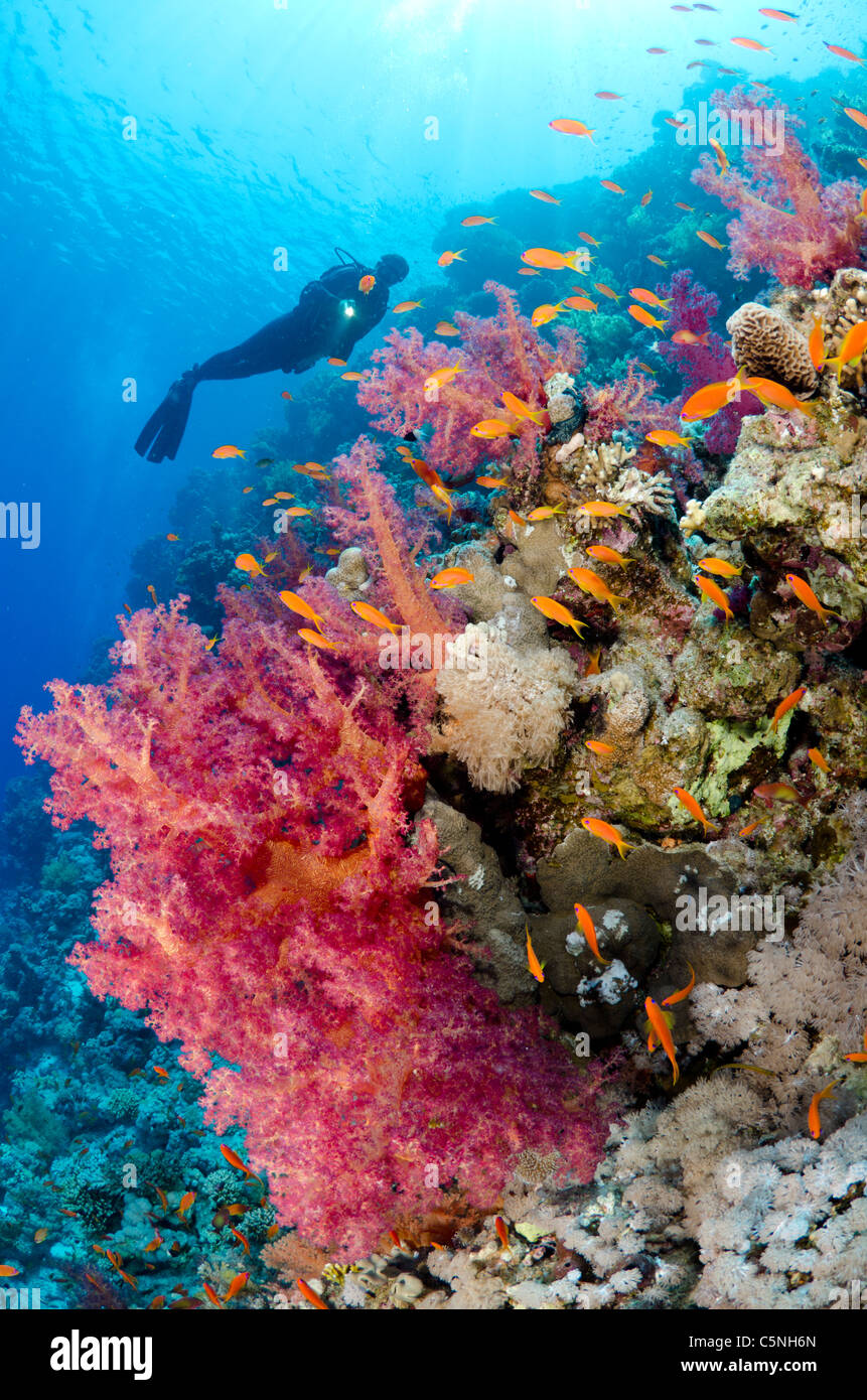 Straits of tiran diving hi-res stock photography and images - Alamy