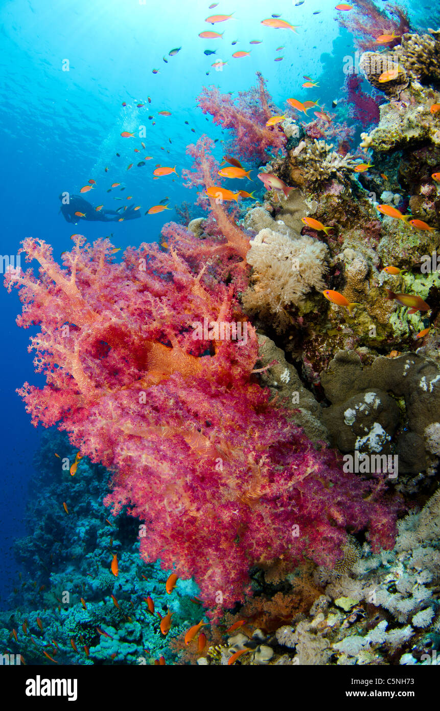 Straits of tiran diving hi-res stock photography and images - Alamy