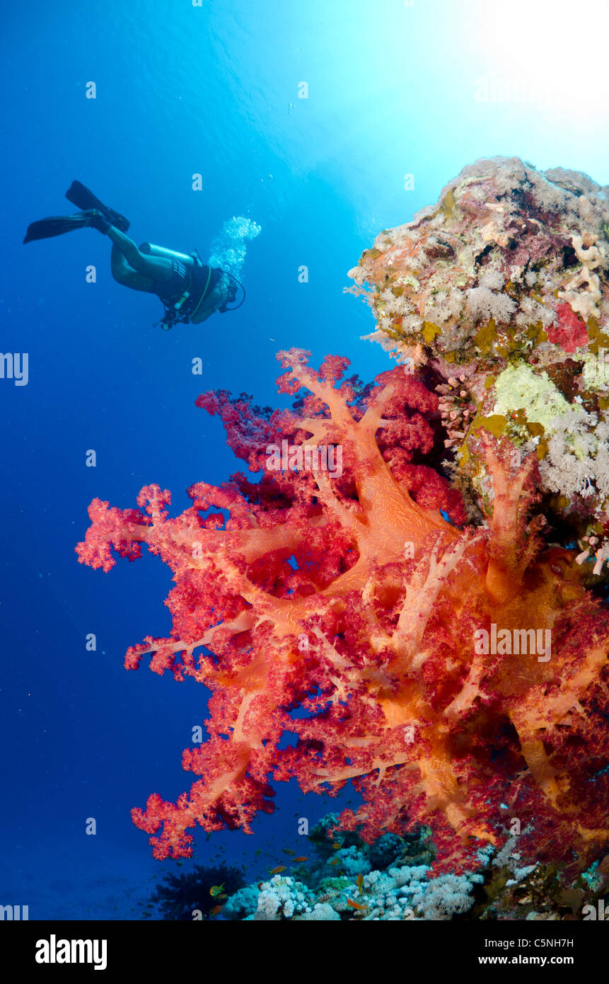 Rich coral reef, Straits of Tiran, Red Sea, Sinai, Egypt Stock Photo ...