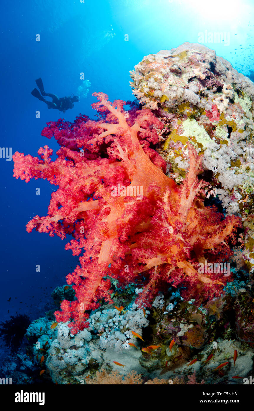 Rich coral reef, Straits of Tiran, Red Sea, Sinai, Egypt Stock Photo ...
