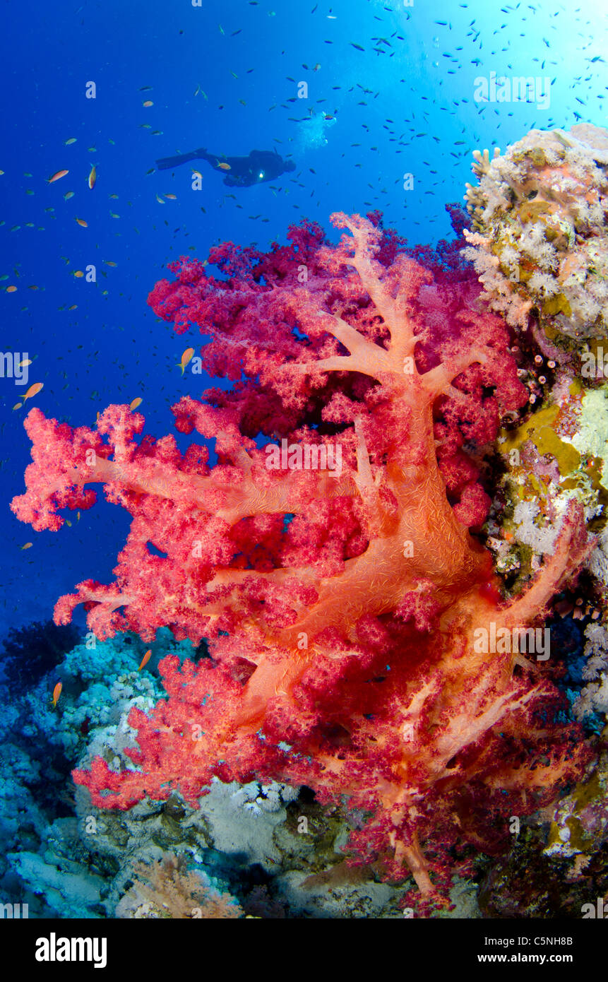Rich coral reef, Straits of Tiran, Red Sea, Sinai, Egypt Stock Photo ...