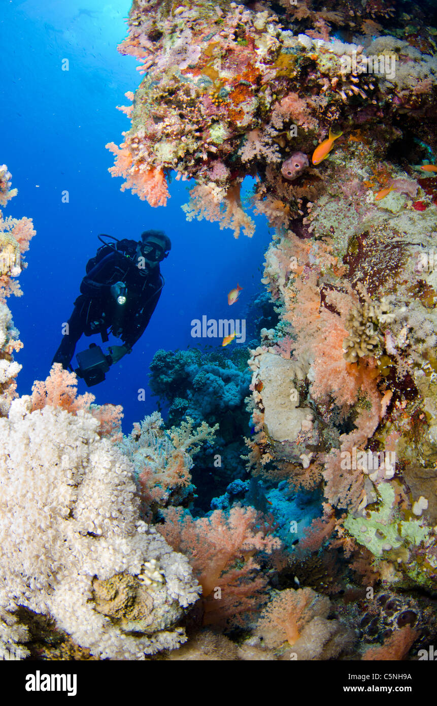 Coral reef egypt hi-res stock photography and images - Alamy