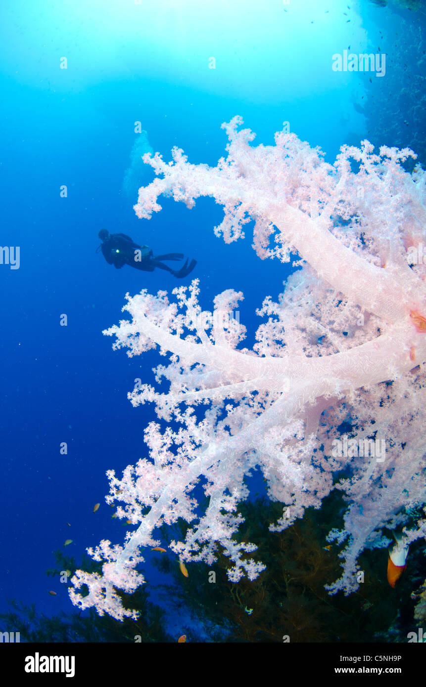 Straits of tiran diving hi-res stock photography and images - Alamy