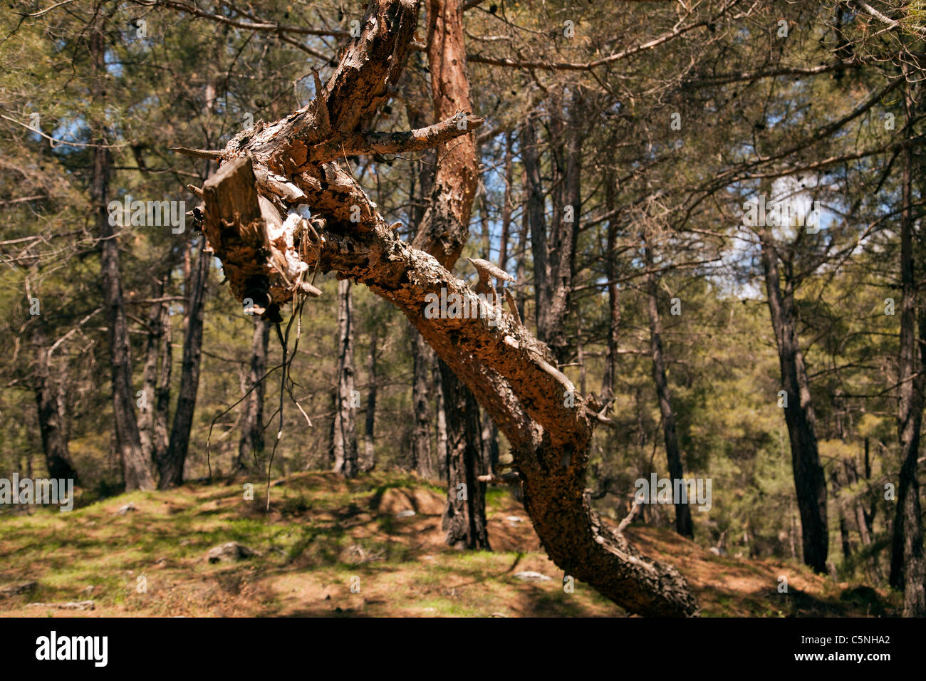 Turkey Kadyanda ancient city near Fethiye - trees Stock Photo - Alamy