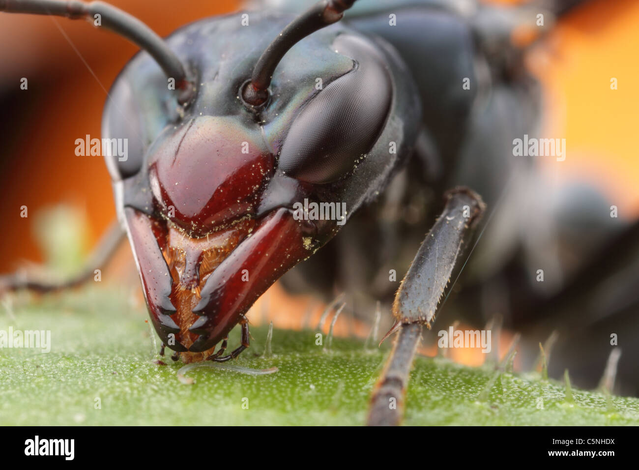 Wasp face hi-res stock photography and images - Alamy