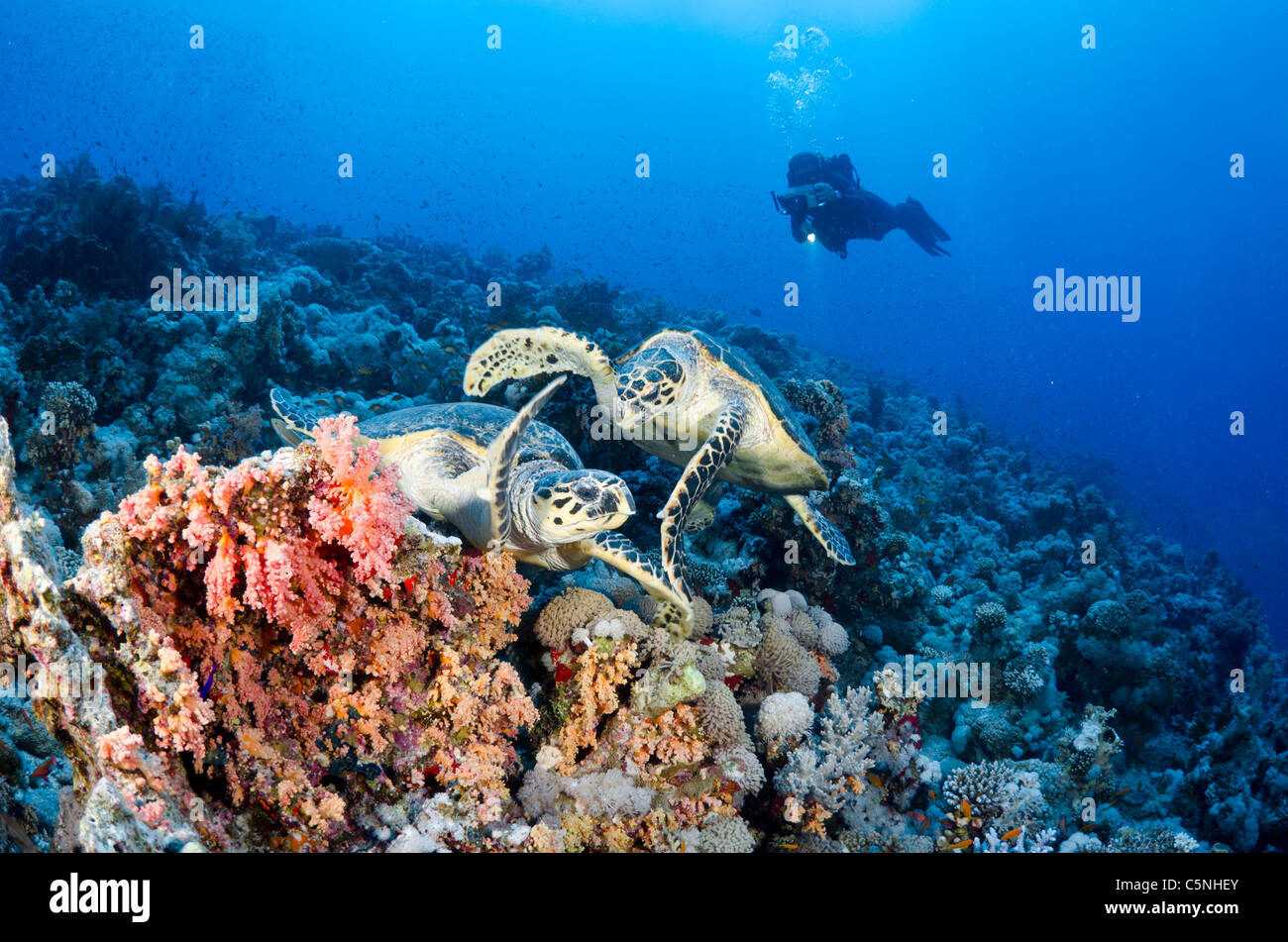 Loggerhead sea turtle, Tiran, Red Sea, Sinai, Egypt Stock Photo - Alamy