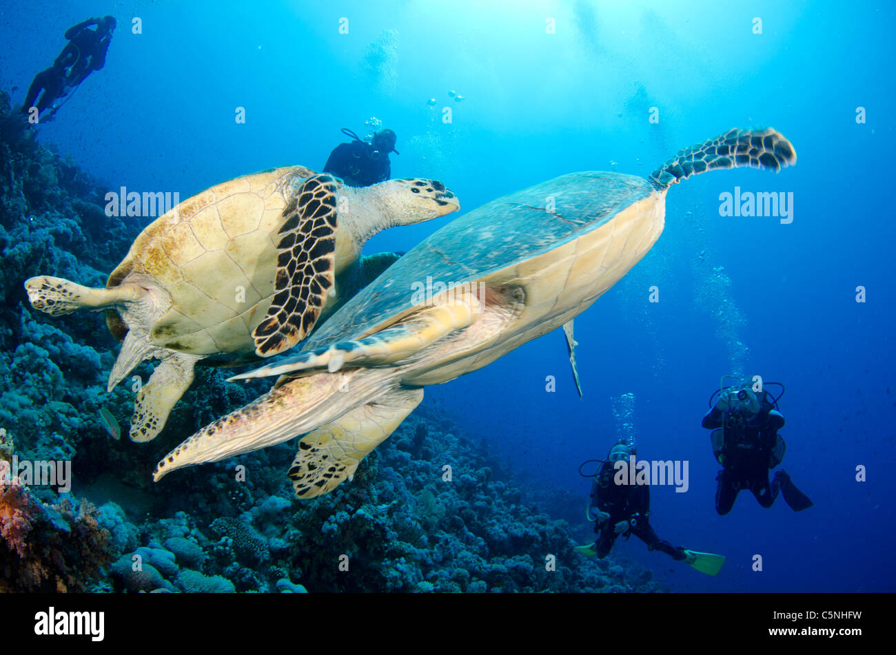 Underwater egypt turtle hi-res stock photography and images - Alamy