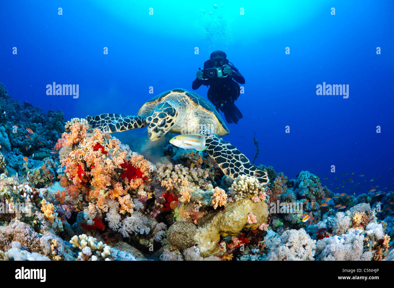 Loggerhead sea turtle feeding on the soft coral, Red Sea, Tiran, Sinai ...
