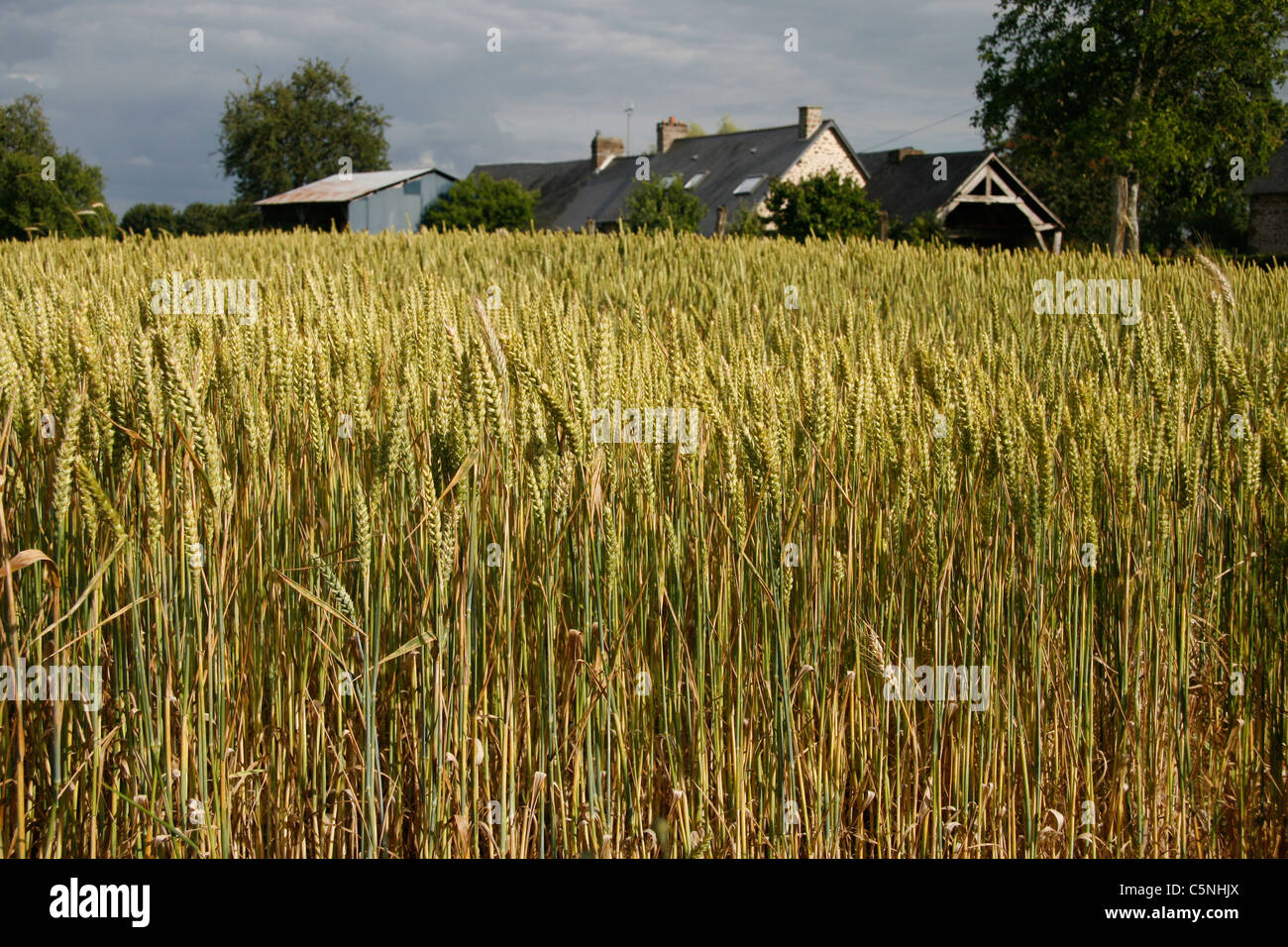 A wheat field with a farm background (Mayenne, France Stock Photo - Alamy