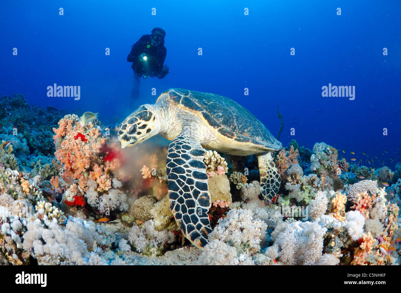 Loggerhead sea turtle feeding on the soft coral, Red Sea, Tiran, Sinai ...