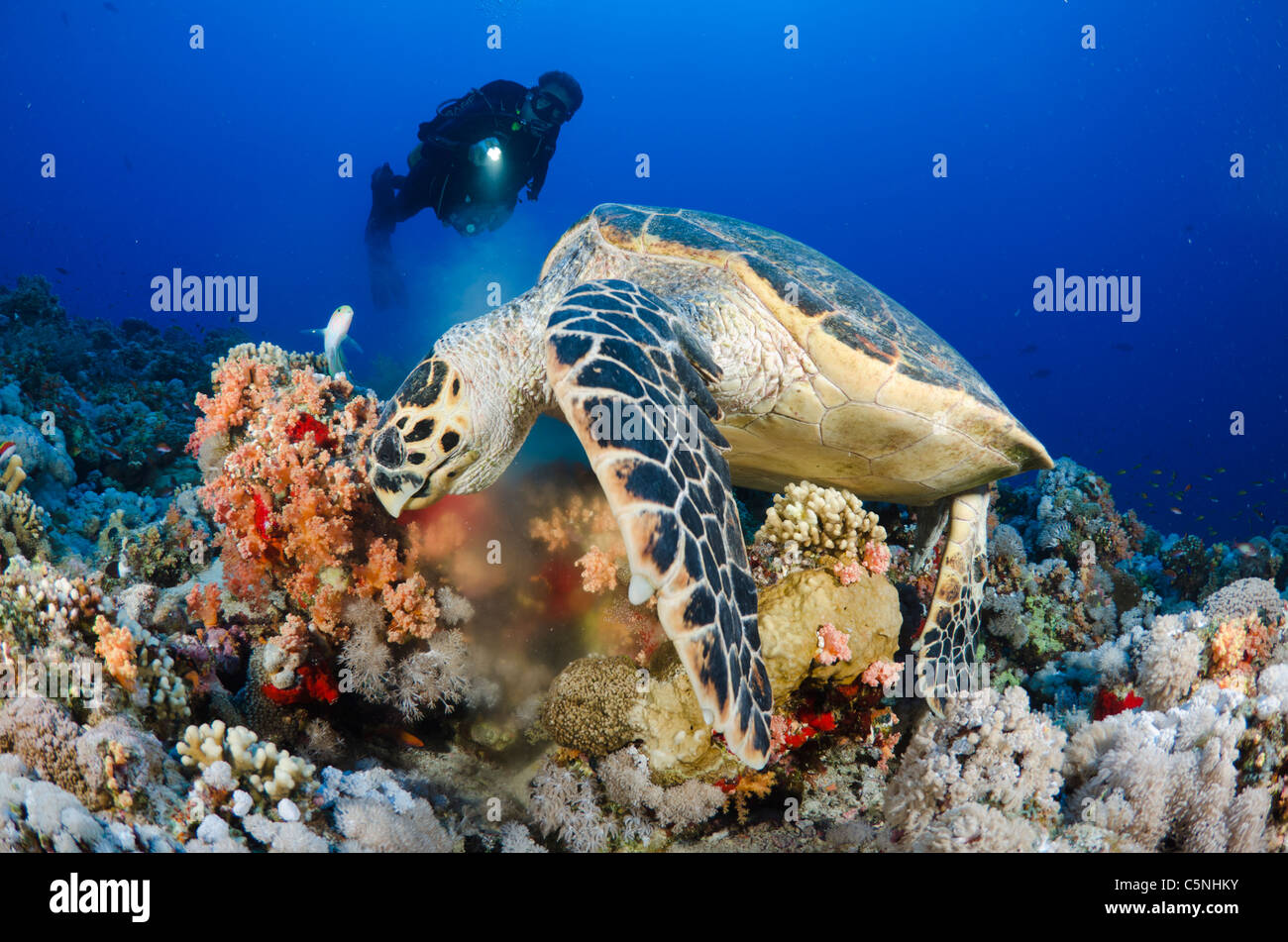 Loggerhead Sea Turtle Eating