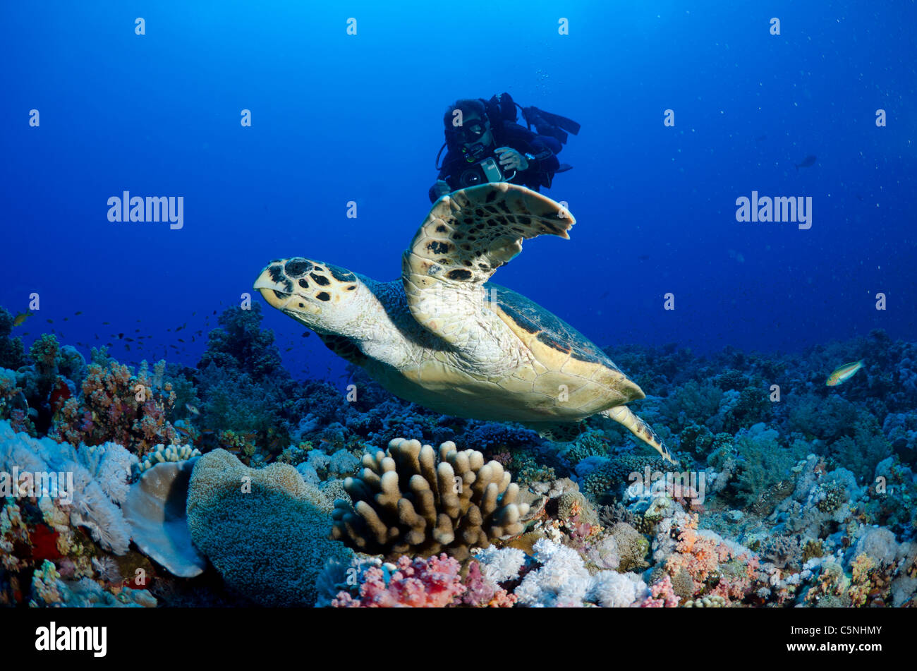 Loggerhead sea turtle feeding on the soft coral, Red Sea, Tiran, Sinai ...