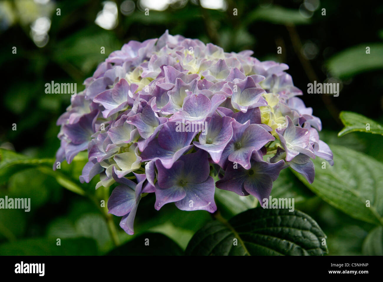 Hydrangea macrophylla, hortensia Stock Photo - Alamy