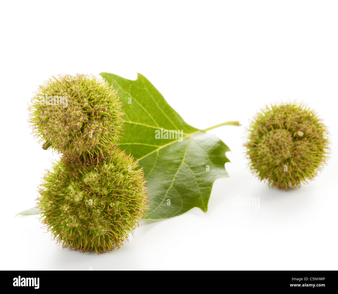 Plane tree seeds hi-res stock photography and images - Alamy