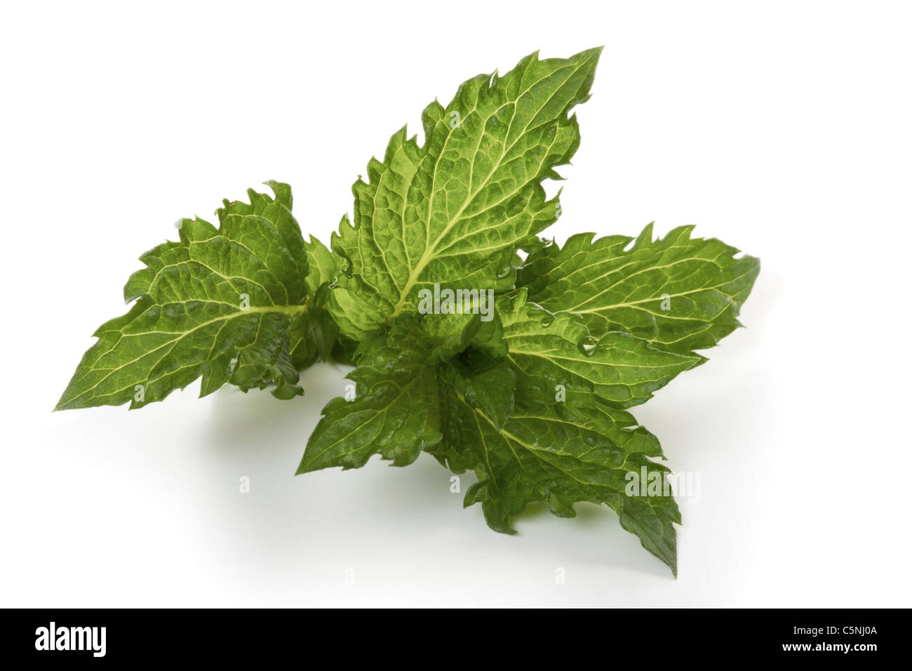 Sprig of peppermint hi-res stock photography and images - Alamy