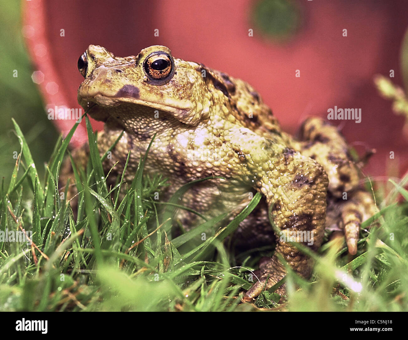 TOAD COMMON TOAD (Bufo bufo) One of the gardener's real friends - eats ...