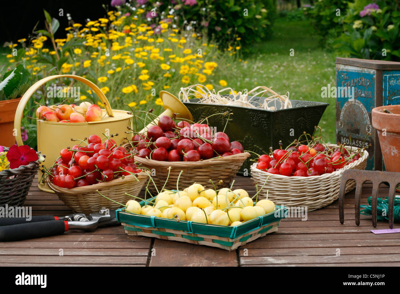 Harvest of cherries (Morello cherries and bing cherries) in small ...