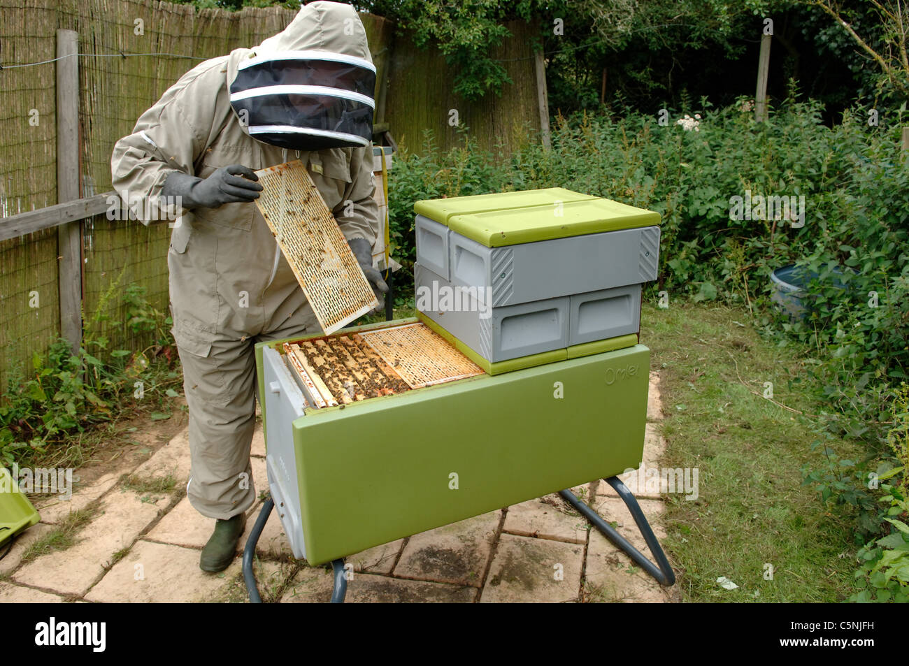 Beekeeper inspecting a plastic bee hive Stock Photo - Alamy