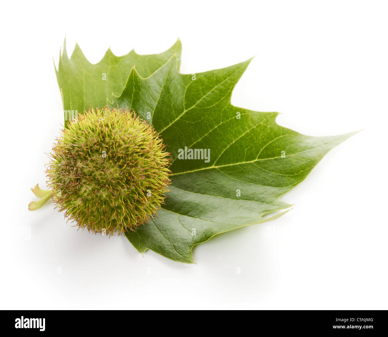 Plane tree platanus seed ball hi-res stock photography and images - Alamy
