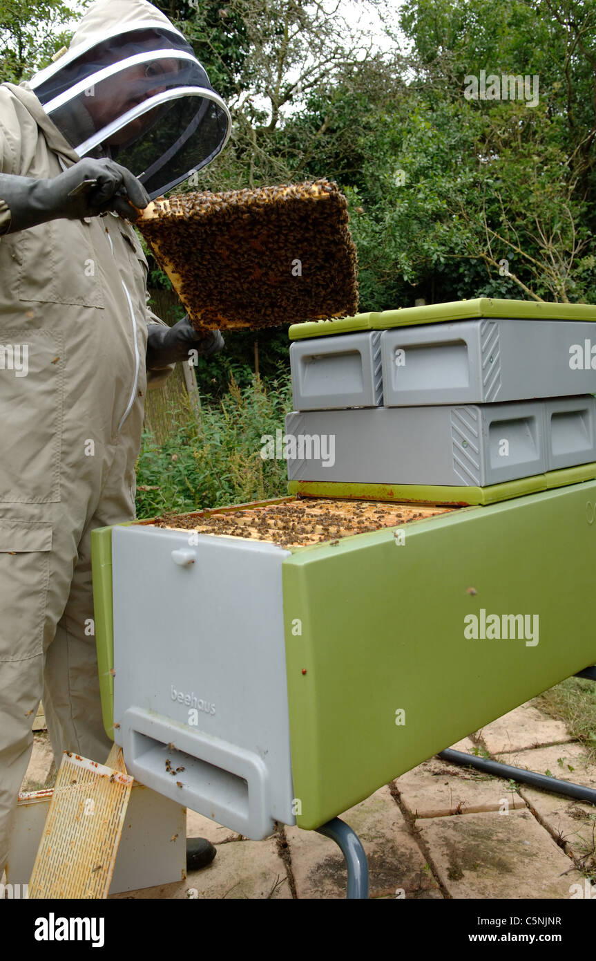Plastic beehive hi-res stock photography and images - Alamy
