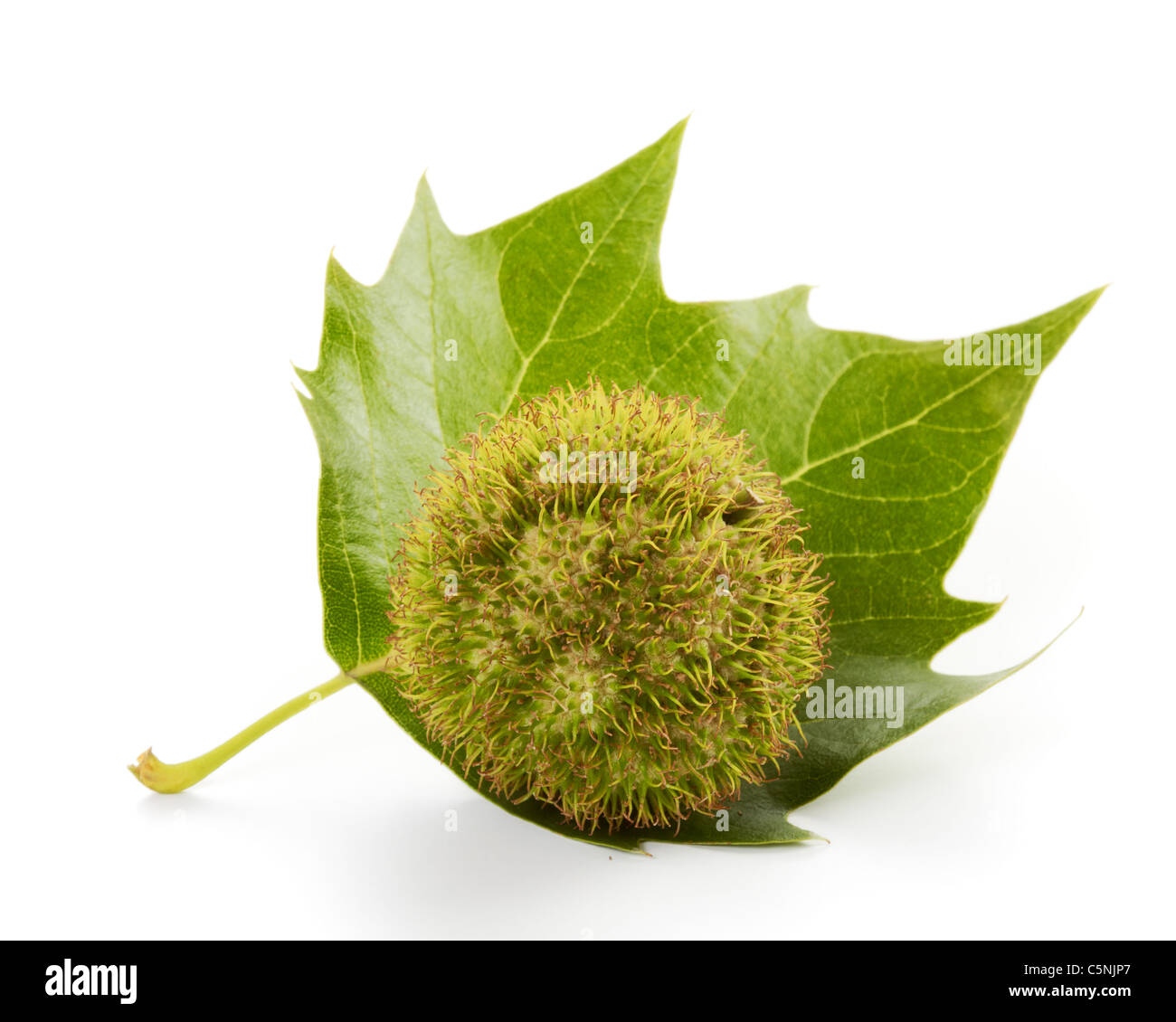 Plane tree platanus seed ball hi-res stock photography and images - Alamy
