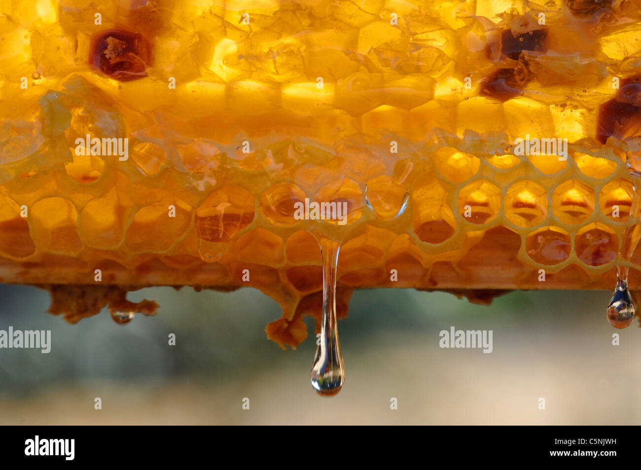 Chunk and comb honey hi-res stock photography and images - Alamy