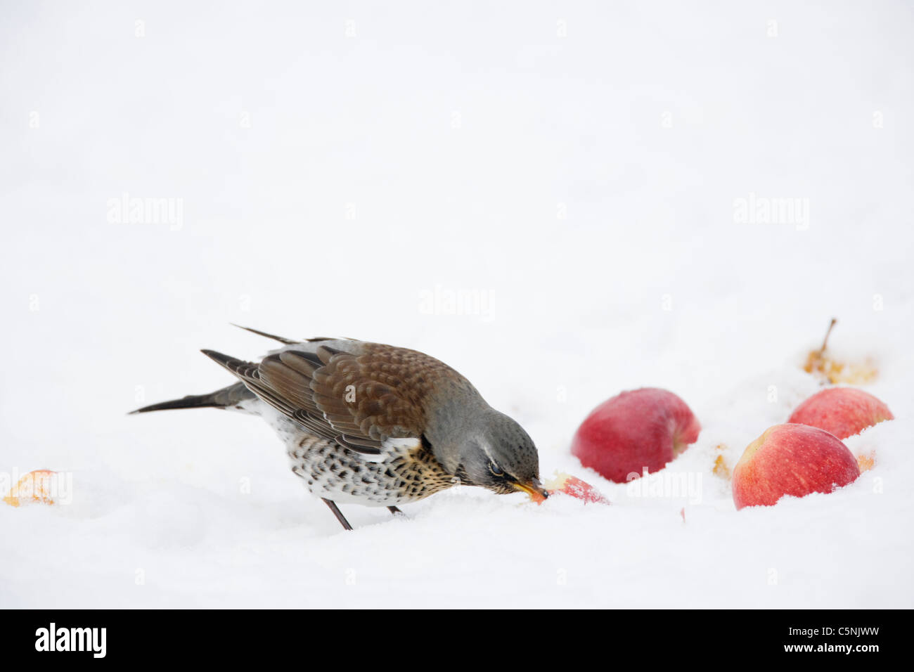 Fieldfare fauna hi-res stock photography and images - Alamy