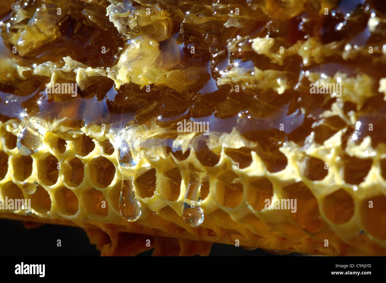 Varroa Larvae High Resolution Stock Photography and Images - Alamy