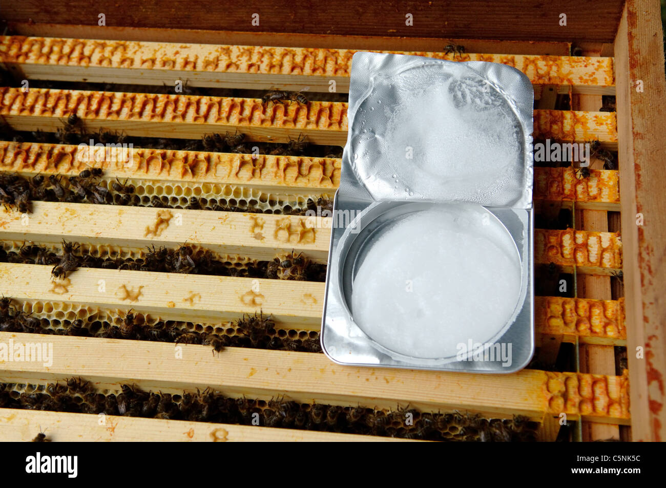 Varroa Larvae High Resolution Stock Photography and Images - Alamy